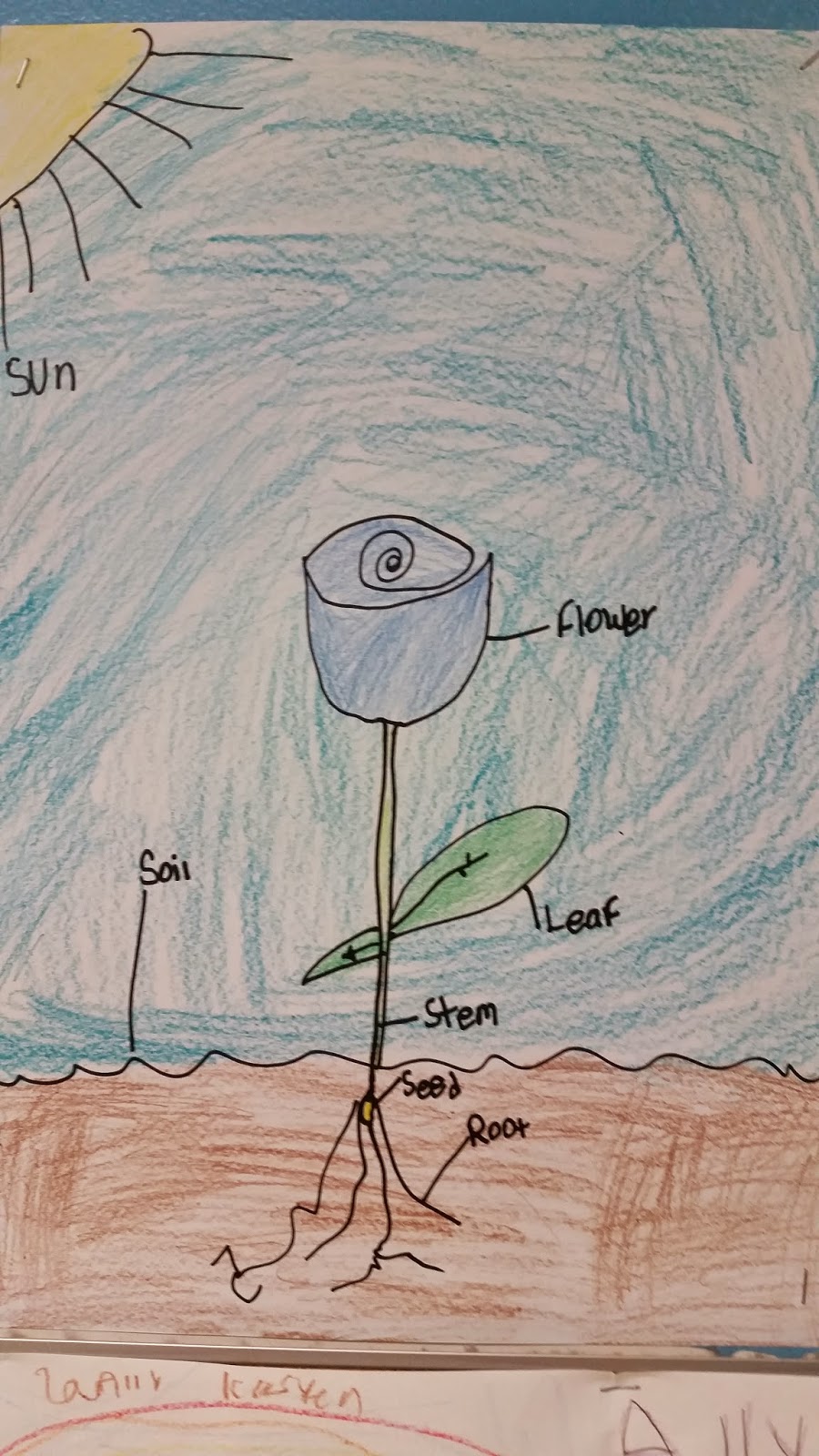 Jen's Kinder Kids: Plants!